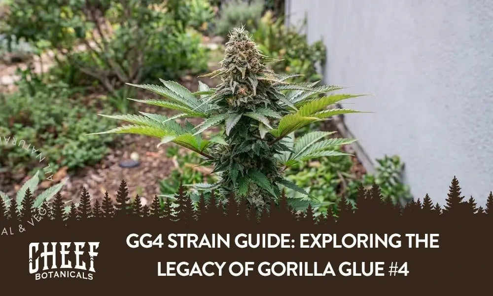 GG4 Strain Guide: Exploring the Legacy of Gorilla Glue #4
