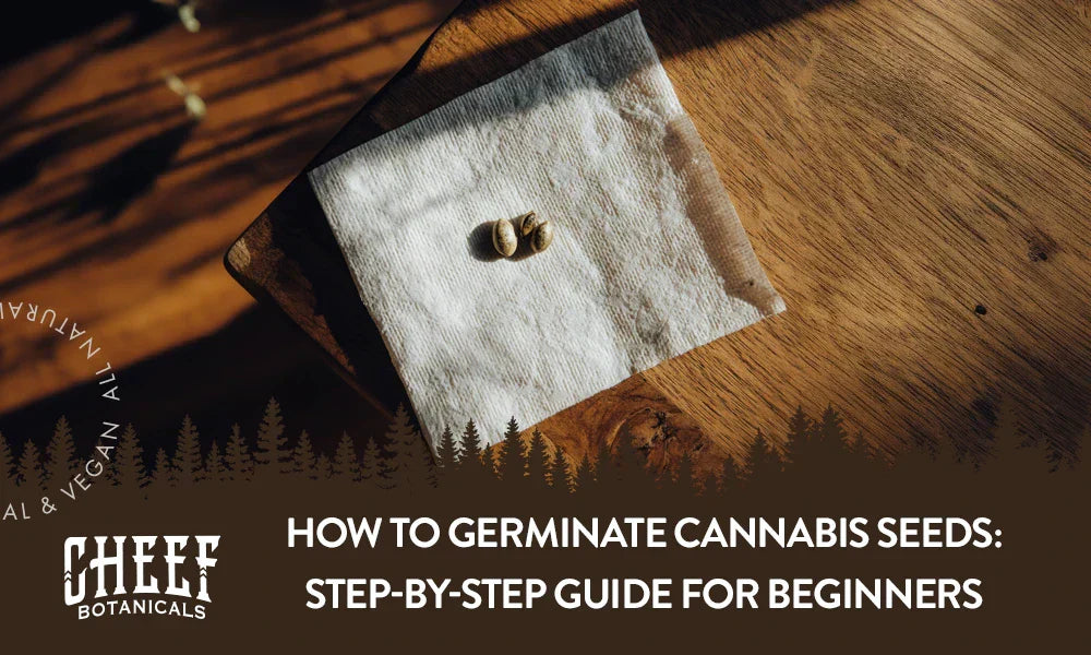 How to Germinate Cannabis Seeds: Step-by-Step Guide for Beginners