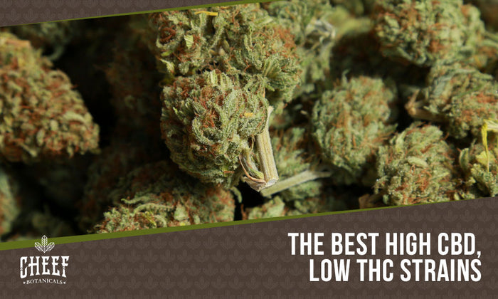 Low THC Strains - The Perfect THC/CBD Ratio for You | Cheef Botanicals